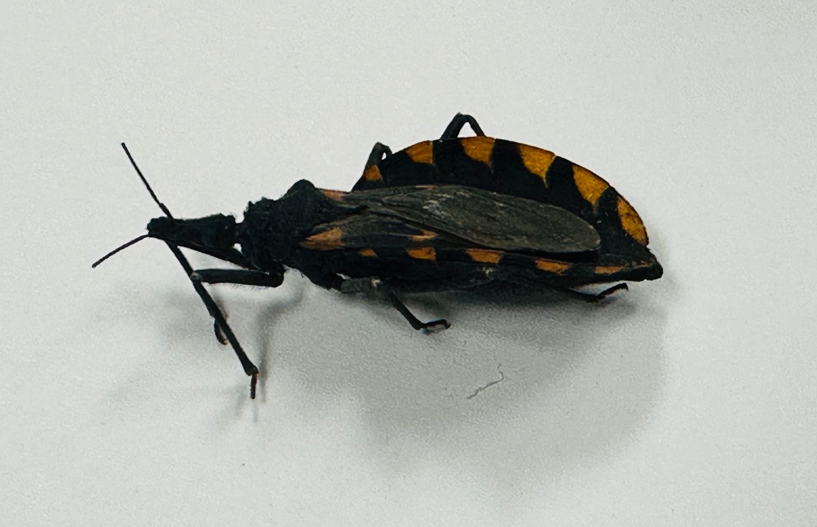 Previenen la enfermedad de Chagas; la transmite la chinche besucona – ZENS